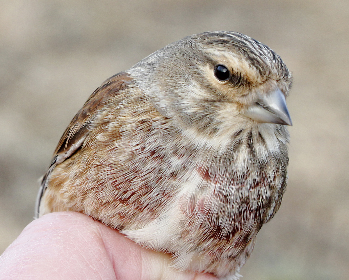 Another Bird Blog: Back To The Linties