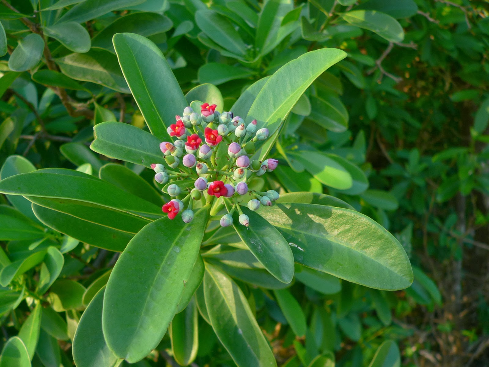 Κανέλλα / Cinnamomum zeylanicum | ΒΟΤΑΝΟΘΕΡΑΠΕΙΑ . ΘΕΡΑΠΕΥΤΙΚΑ ΦΥΤΑ ΚΑΙ ...