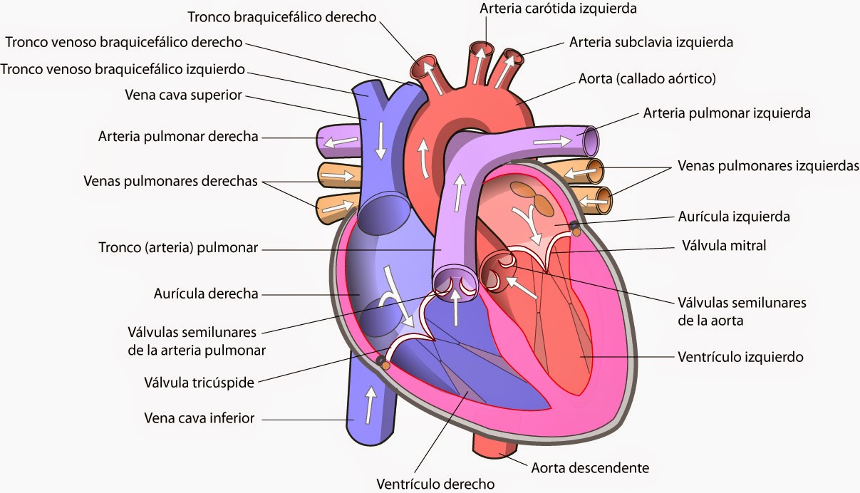 Sistema Circulatorio | Biología ilustrada