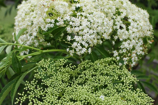 Elder - easy to grow and productive | Down to Earth