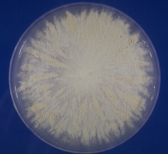 Microbiología y Epidemiología: Microsporum