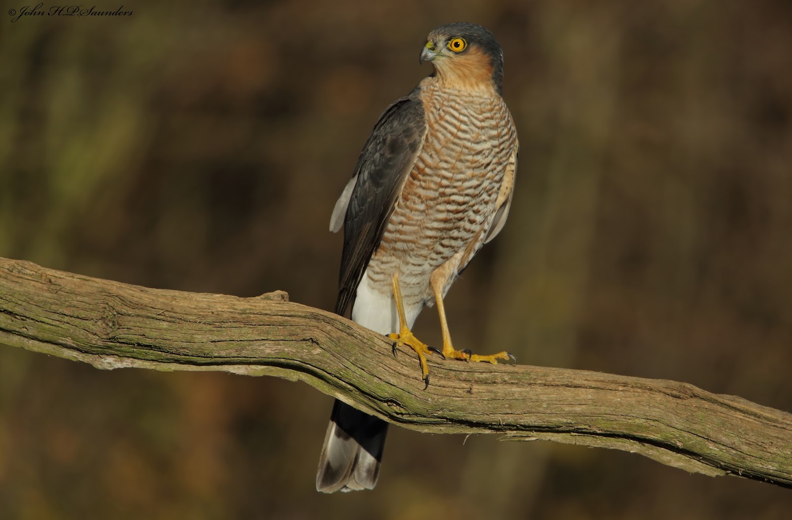 Hedgeland Tales: Male Sparrowhawk