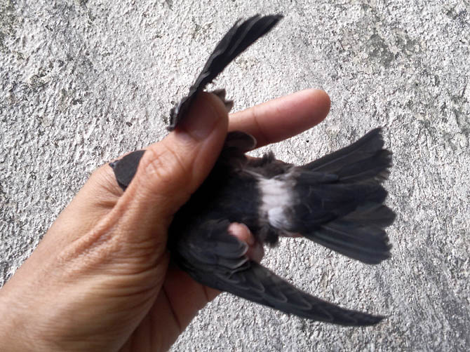 Birds and Nature Photography @ Raub: House Swift