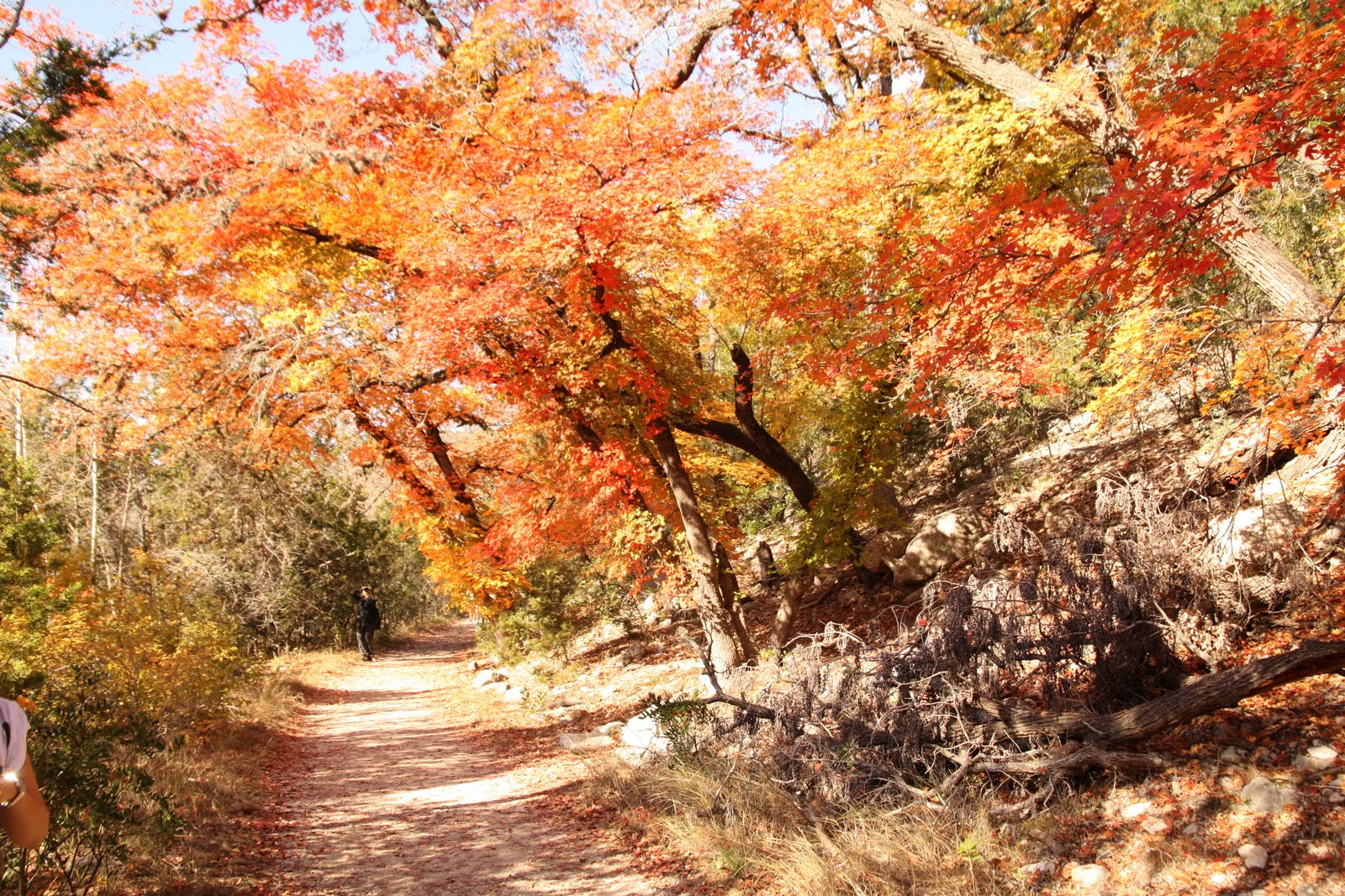 美國小雜技: Lost Maples State Park, Texas