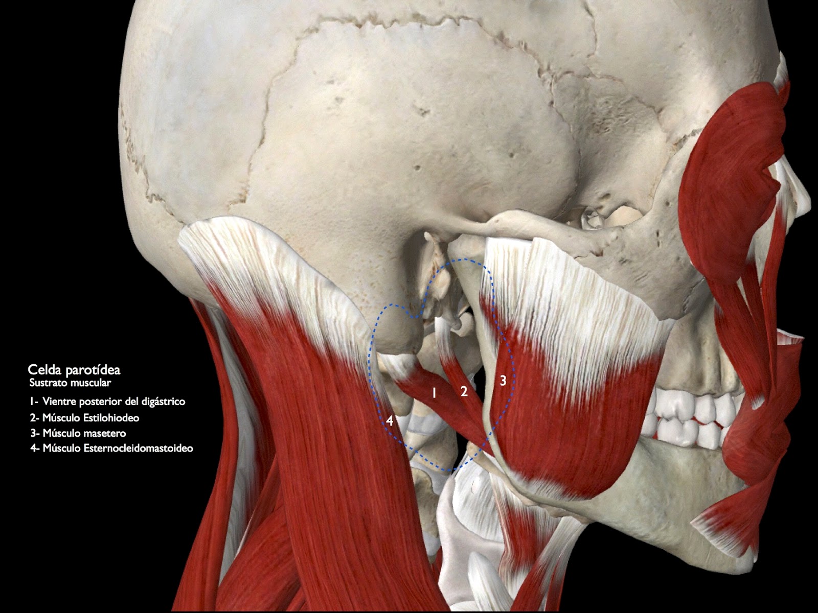 Cuadernos de Anatomía Quirúrgica: Celda parotidea y espacio parafaríngeo.