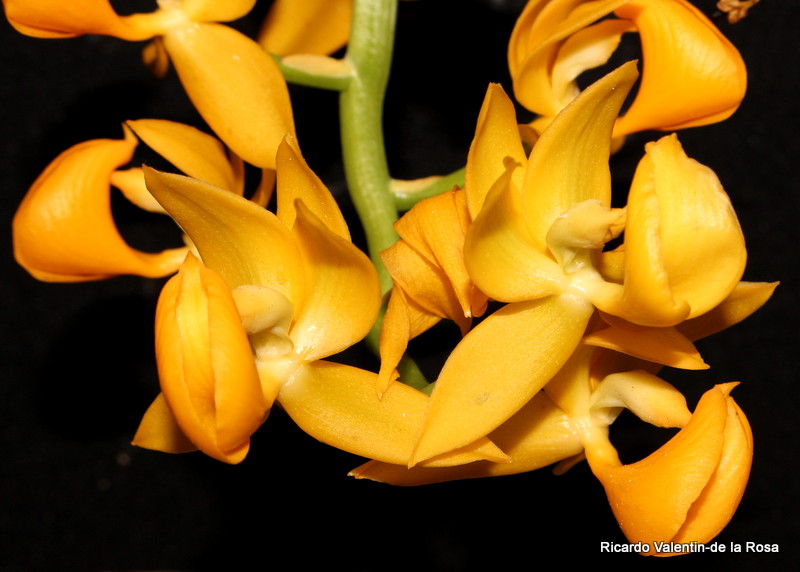 Ricardo's Blog, : Mormodes revolutum Rolfe 1909