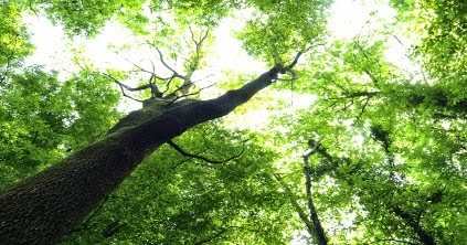 Día del Árbol en México - La Región