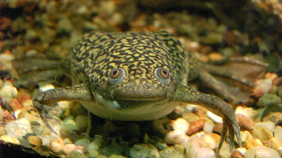 Plaga de ranas africanas amenaza a especies locales en Chile