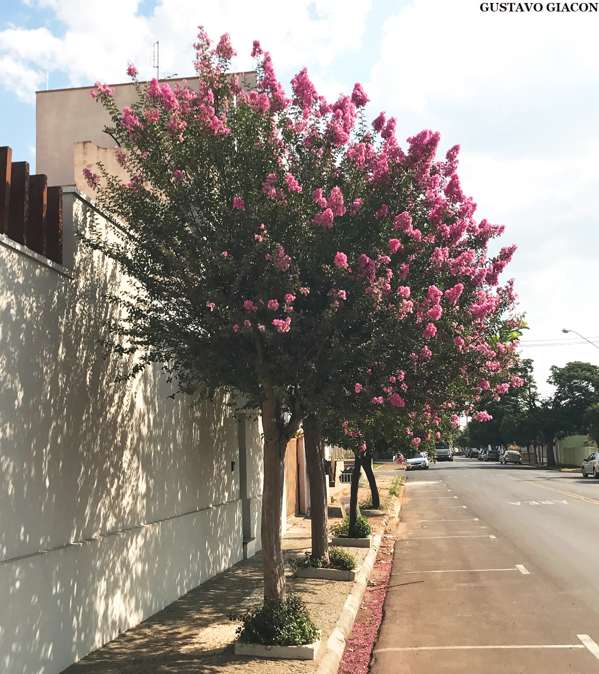 Viveiro Ciprest - Plantas Nativas e Exóticas: Resedá Rosa ...