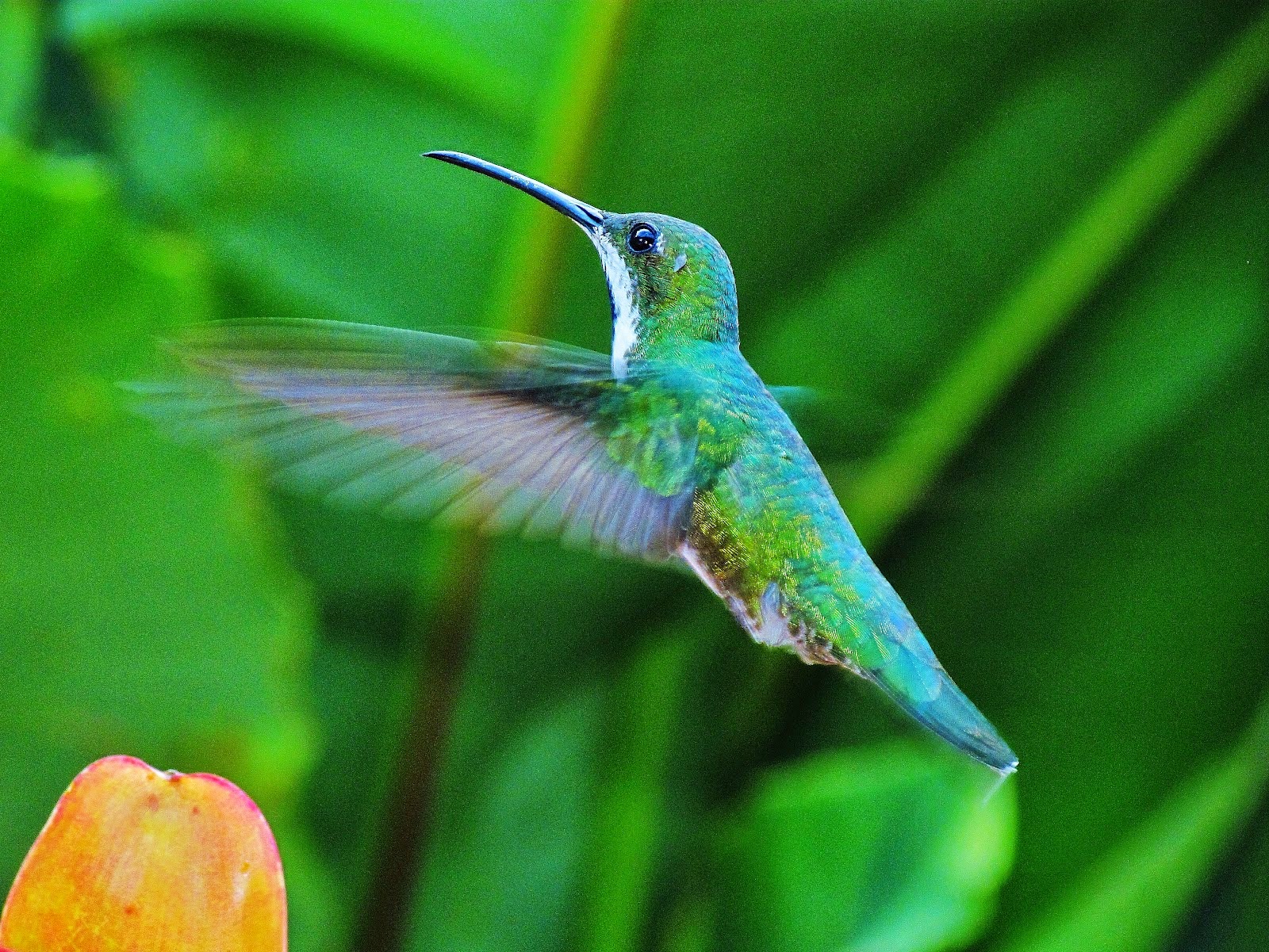 Colibries - Las Mejores Fotografías del Mundo