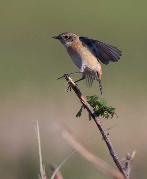 Just Wild Images by Will Bowell: Stejneger's Stonechat in Norfolk
