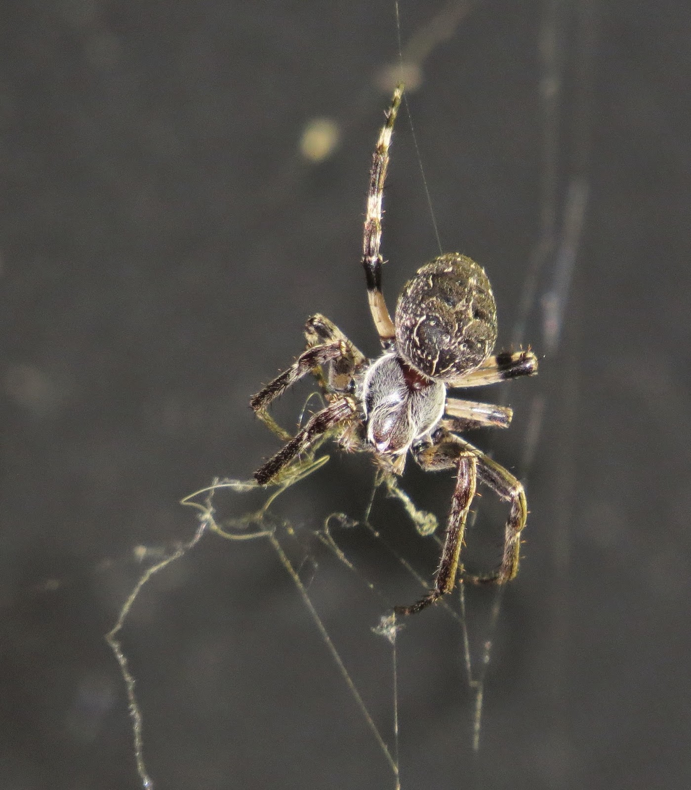 Bug Eric: Bridge Orbweaver (Gray Cross Spider)
