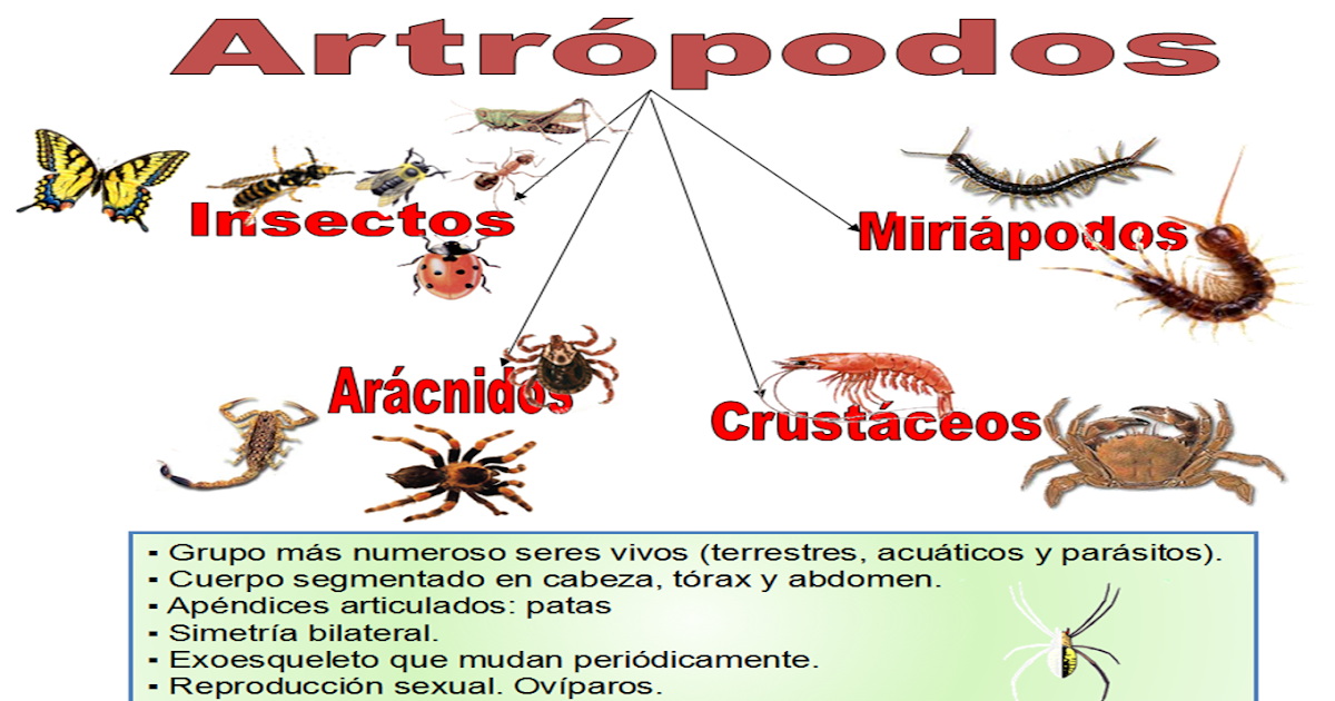 Artrópodos ~ Con-CIENCIA