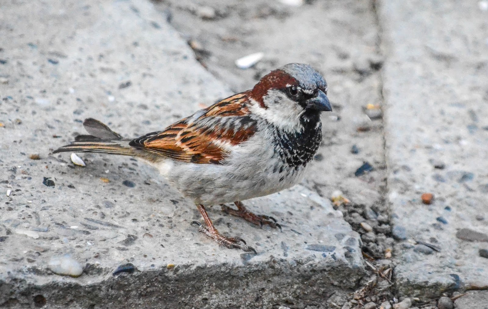 Luciana Marcu: Vrabia de casa vs. vrabia de camp