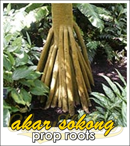 Sistem Sokongan Dalam Tumbuhan