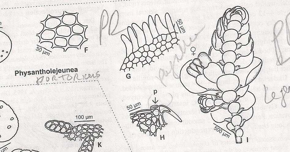 Flora de Puerto Rico Ilustrada Papo Vives: HEPÁTICAS HOJAS LOBADAS ...