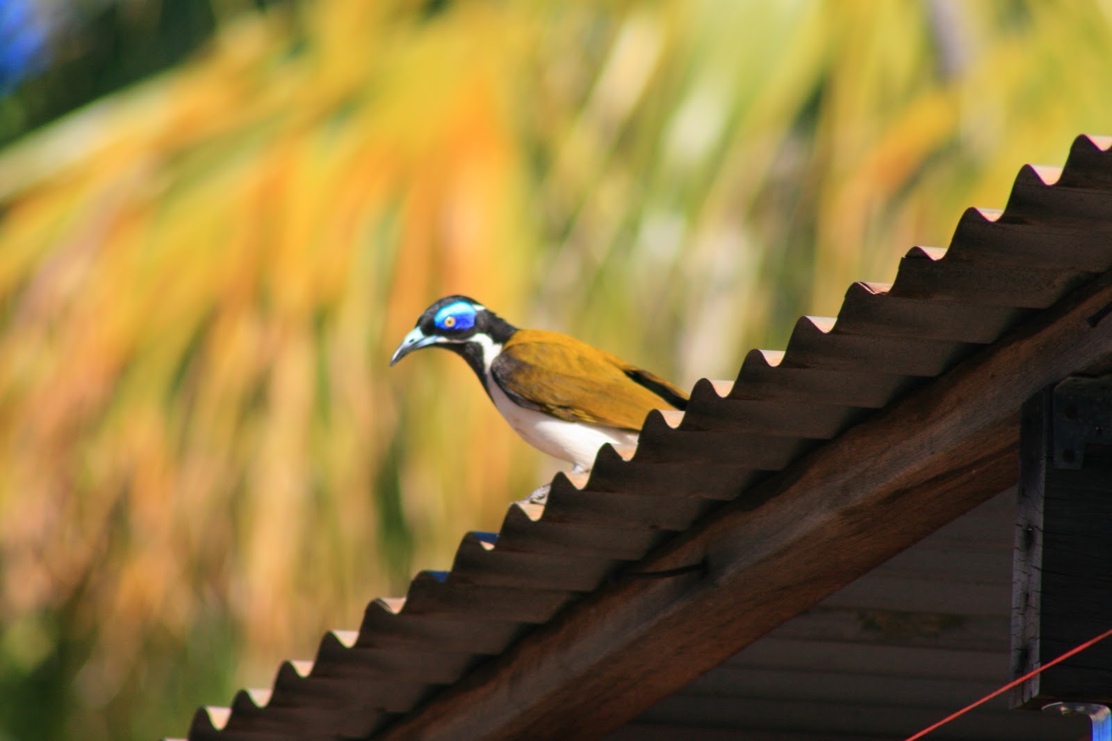 Geoff Thompsons Blog: Northern Territory Birds