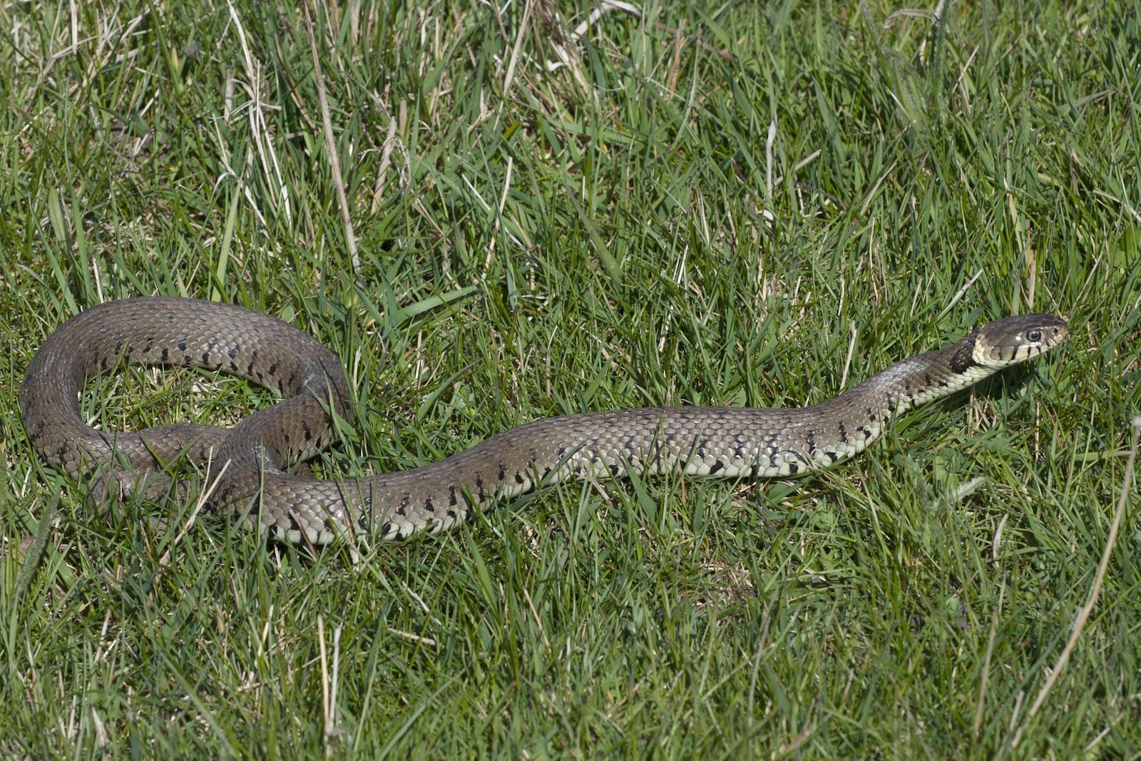 Yorkshire Field Herping and Wildlife Photography: First Grass Snake of ...