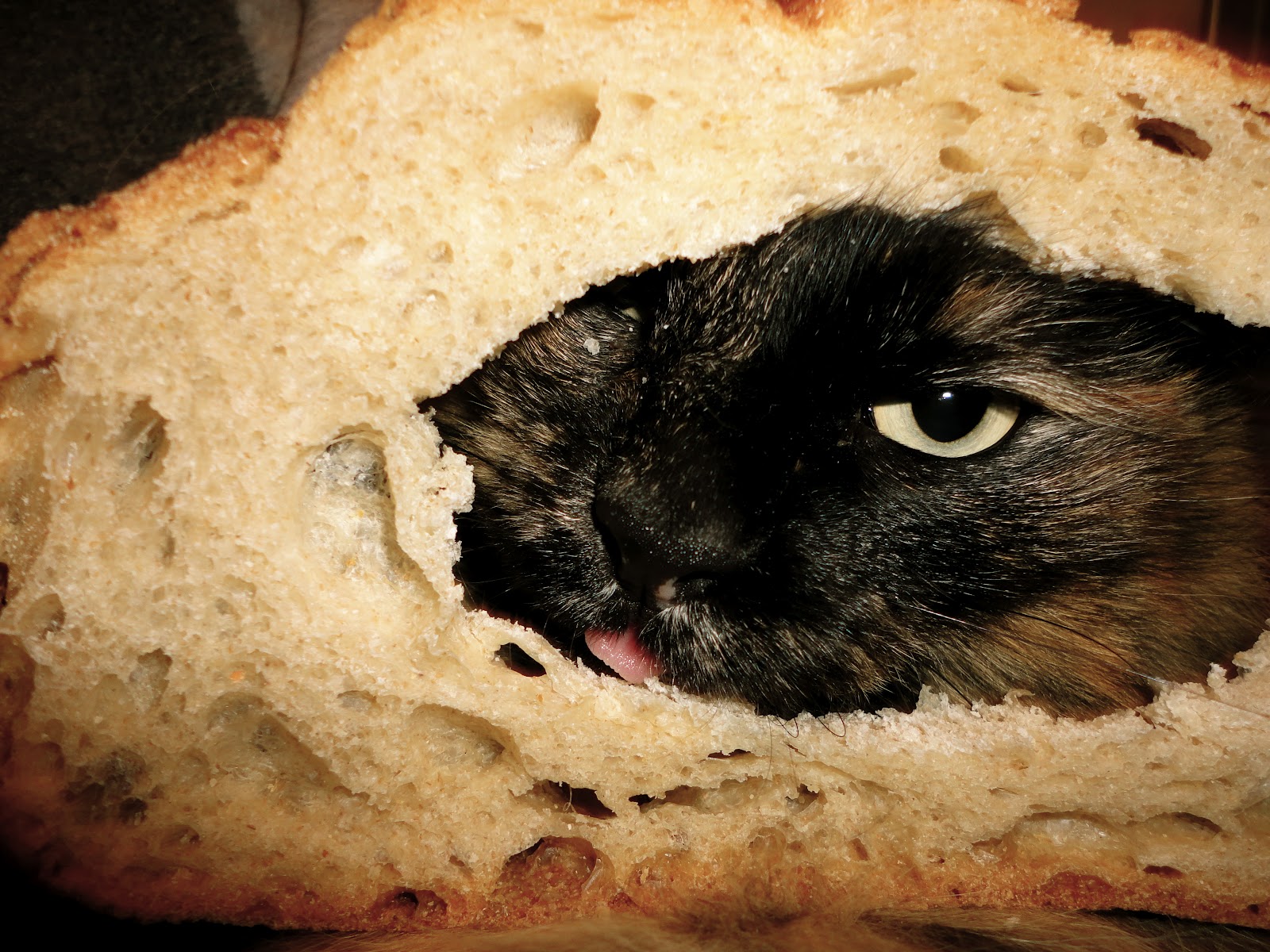 You Trash It, I Eat It: Elsa the Demon Cat-- WITH BREAD ON HER FACE.