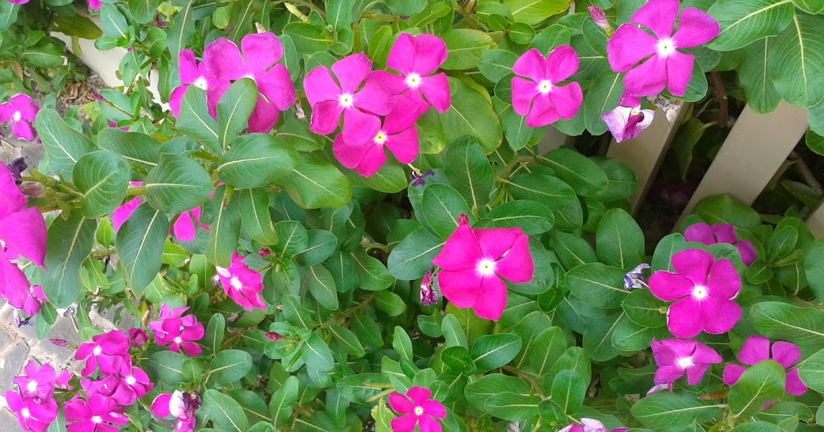 POESIAS e Prosas - Vilma Orzari Piva: Haicai - Flor: Maria sem Vergonha ...