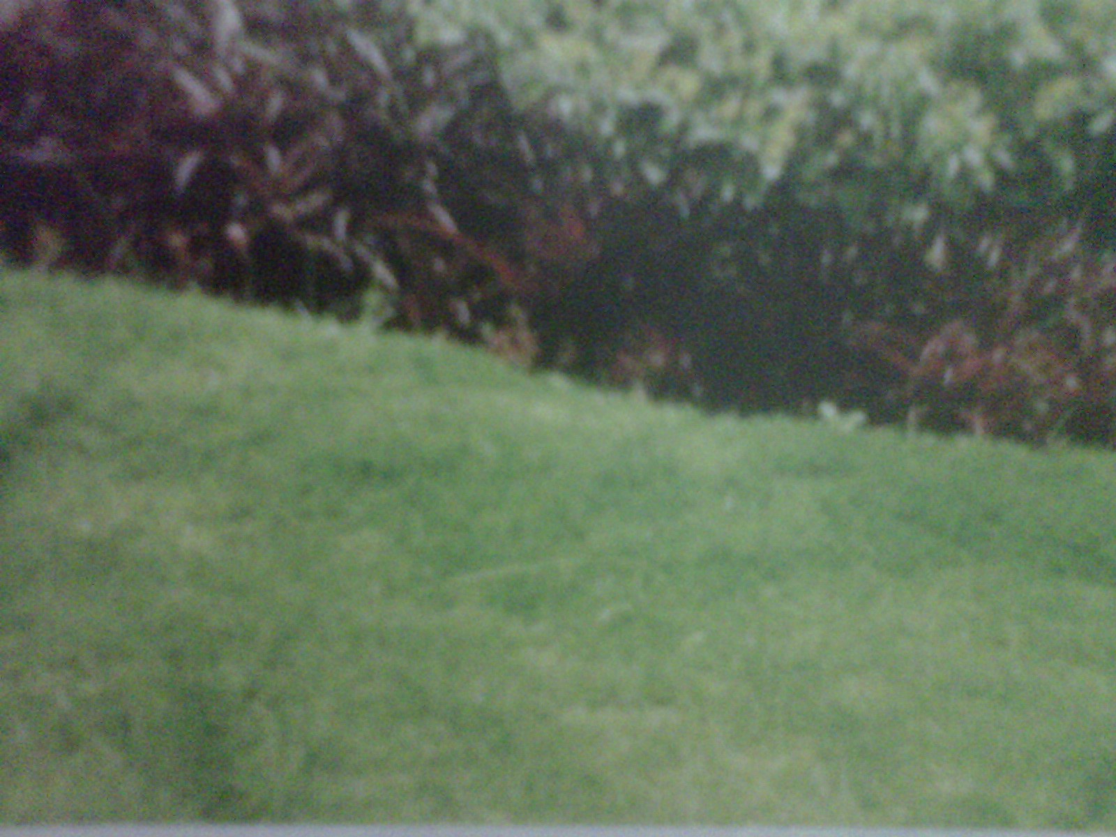 Taman dan Tanaman: Jenis Rumput