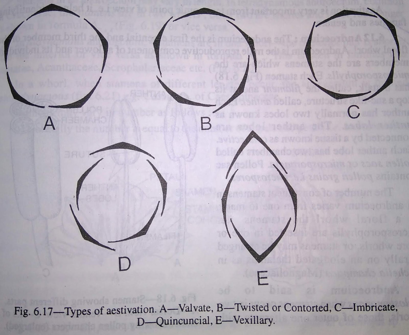 Aestivation in angiosperm-digieduco