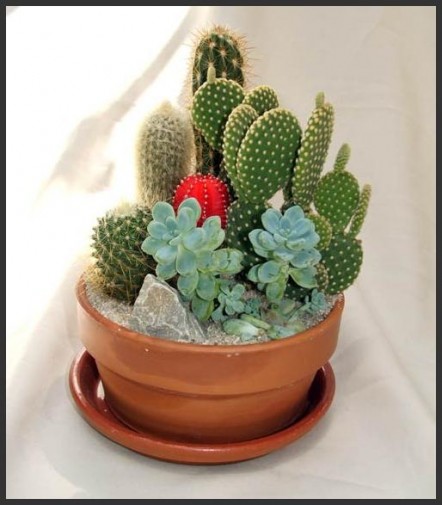 beauty garden design: Beautiful Cactus Ideas for ones Garden