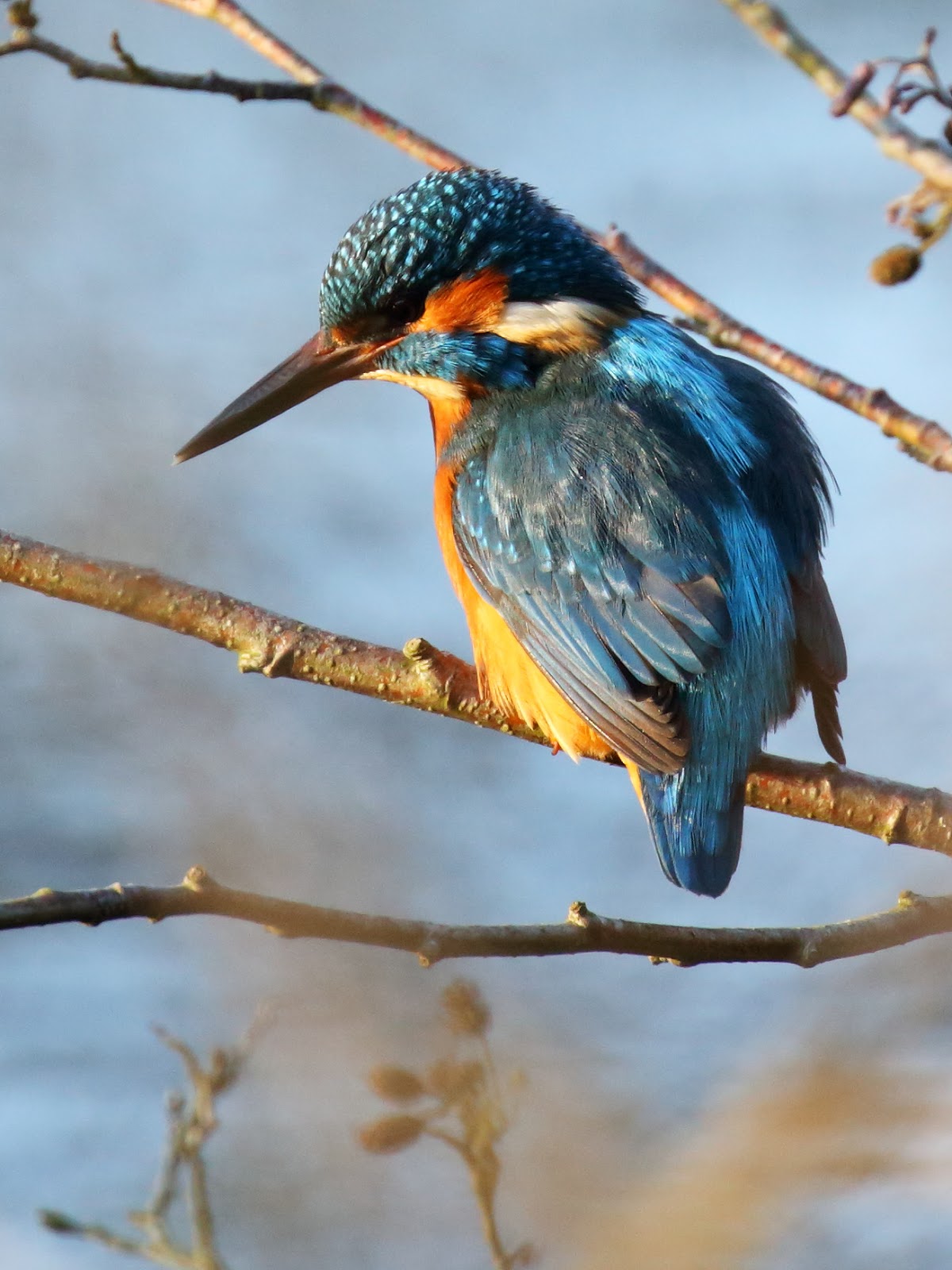 NI Bird Pics: Angus Kennedy - Kingfisher