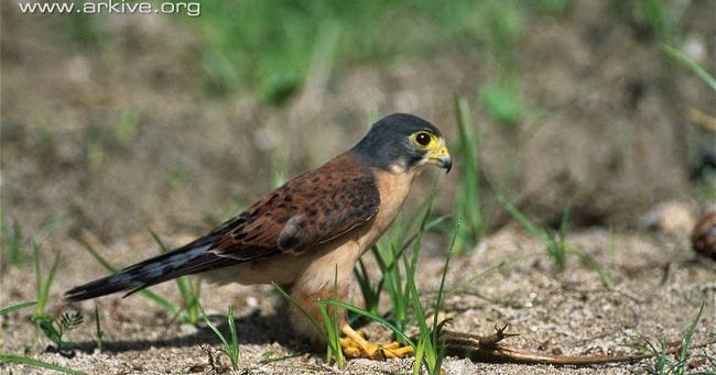 Tierra de águilas, halcones, aguiluchos y otras rapaces: Cernícalo de ...