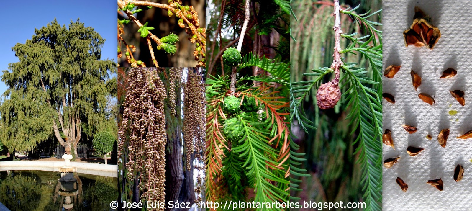 PLANTAR ÁRBOLES y arbustos: I. Árboles NO Autóctonos de España. Desde ...