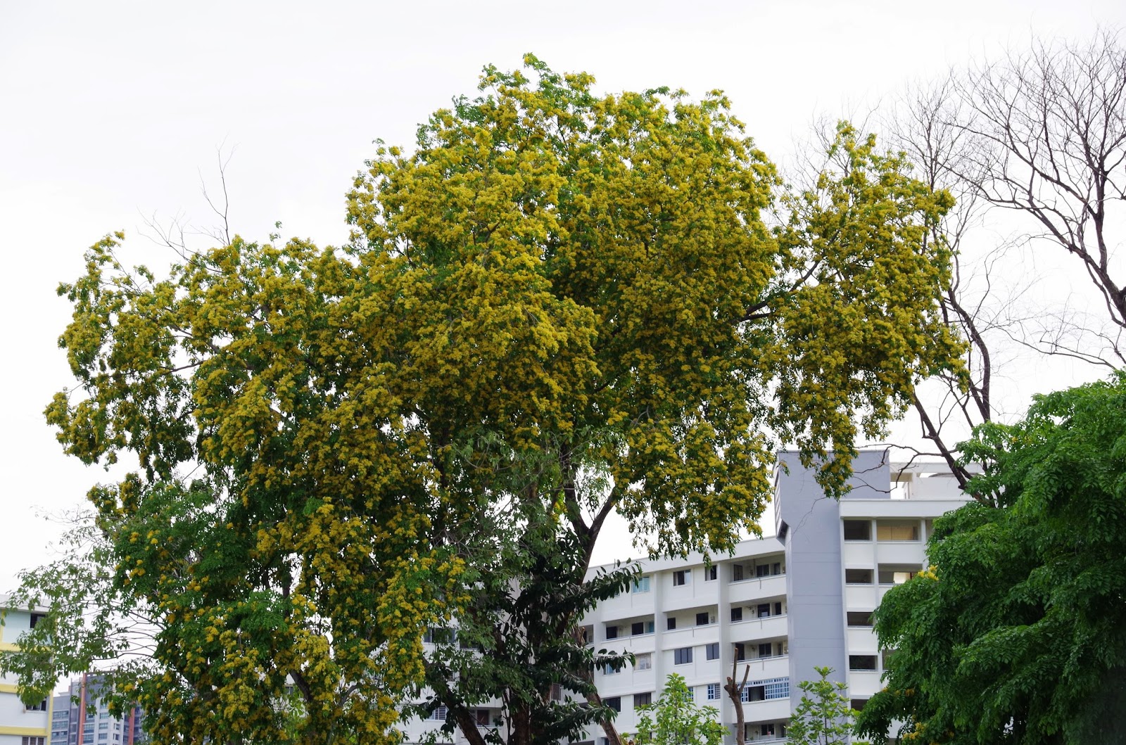 Trees and Plants: Angsana