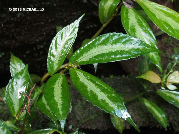 The rainforests of Borneo & Southeast Asia: The jungle at my "backyard"