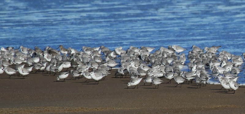 Birding Is Fun!: Sanderling - a "True" Sandpiper