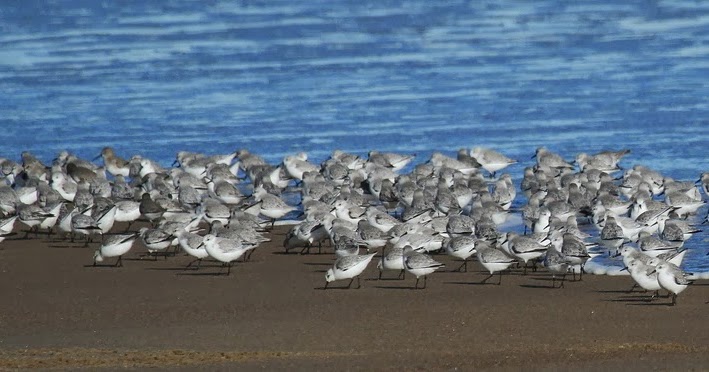Birding Is Fun!: Sanderling - a "True" Sandpiper