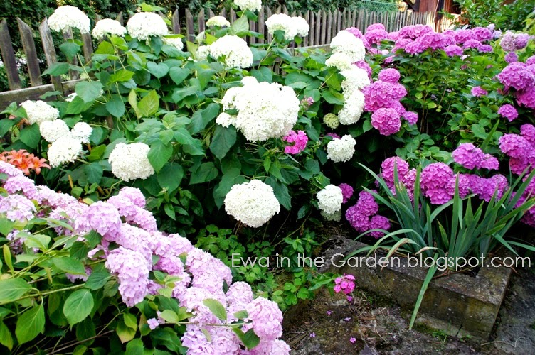 Ewa in the Garden: 16 Photos of the Best Flowering Hydrangeas in Poland