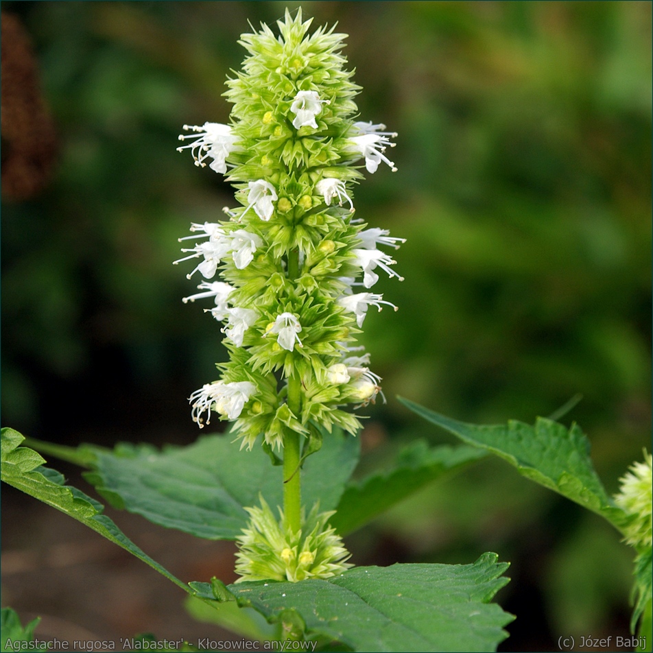 Plant Gallery - Encyklopedia Roślin: Agastache rugosa 'Alabaster ...