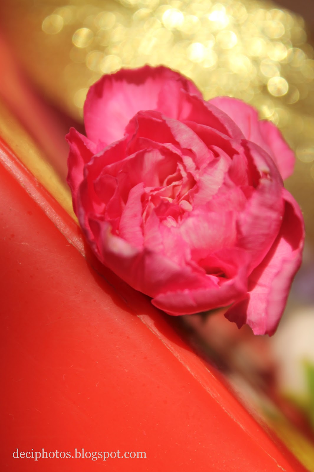 Deci Photos: Real Flower Photoshoot