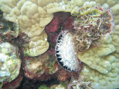 Sarah Lemer, PhD: Demographic consequences of Pleistocene climate ...