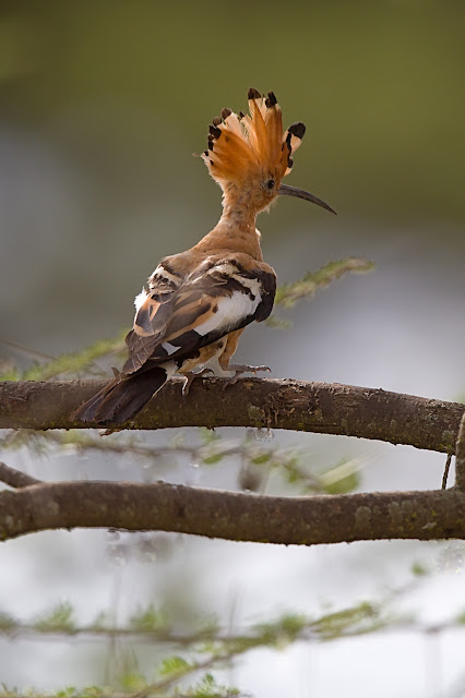 Photos from the Krüger National Park | Focusing on Wildlife