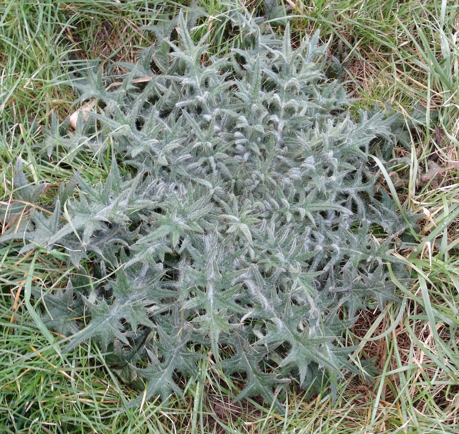 oog voor de natuur: Rozet van speerdistel (Cirsium vulgare). Kan een ...