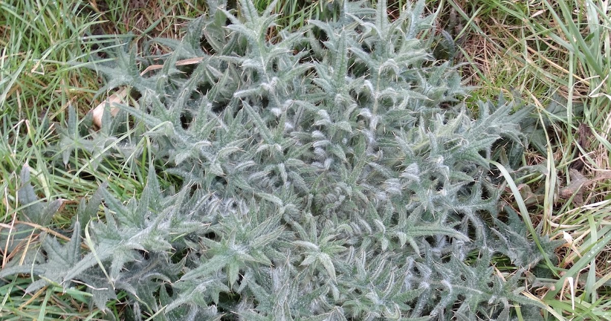 oog voor de natuur: Rozet van speerdistel (Cirsium vulgare). Kan een ...