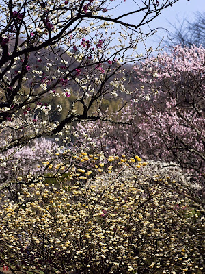 FROM THE GARDEN OF ZEN: Mitsumata (Edgeworthia chrysantha) and Ume ...