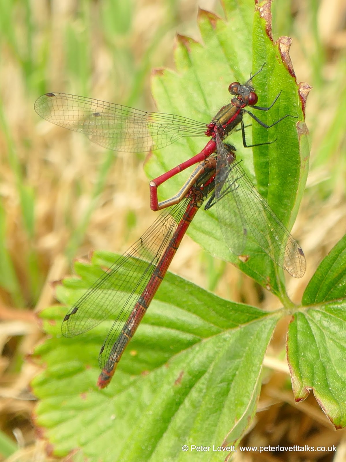 Peter Lovett's ramblings : Secondary genitalia mating of Large Red ...