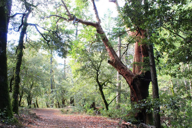 Eye On The View: Sanborn County Park II - Summit Rock Loop Trail