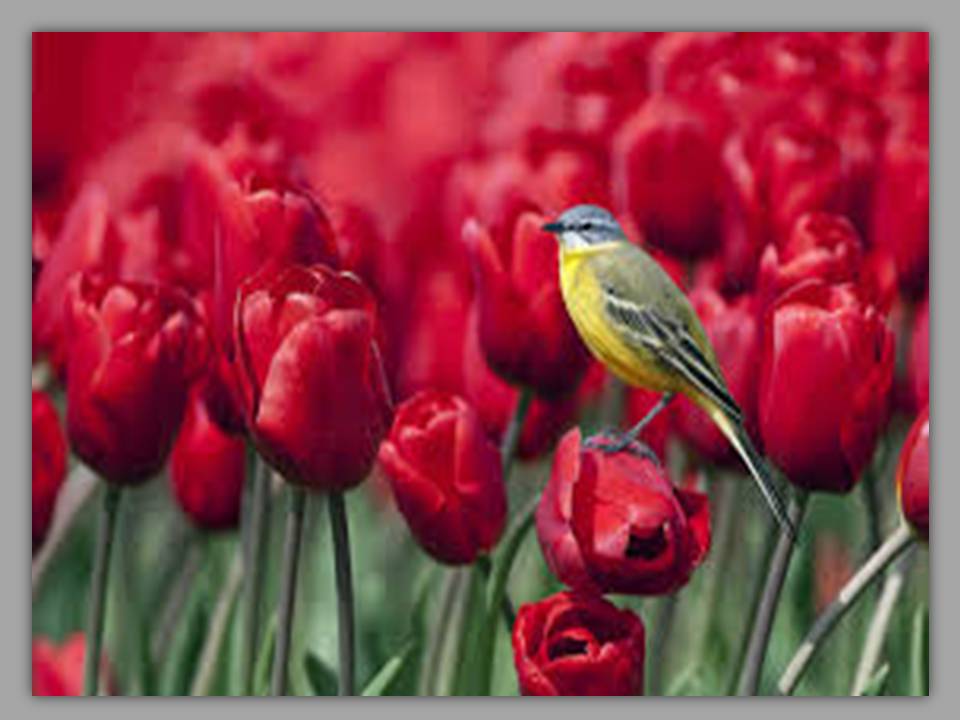 Spreebird: Pattoki “The City of Flowers