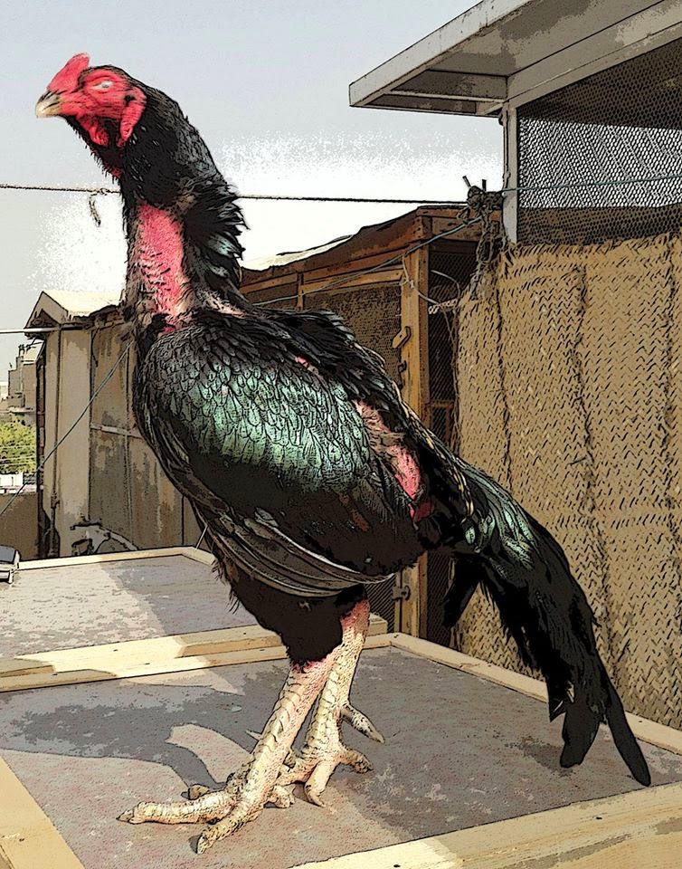 Black Power Aseel ~ Pakistani Aseel Photos