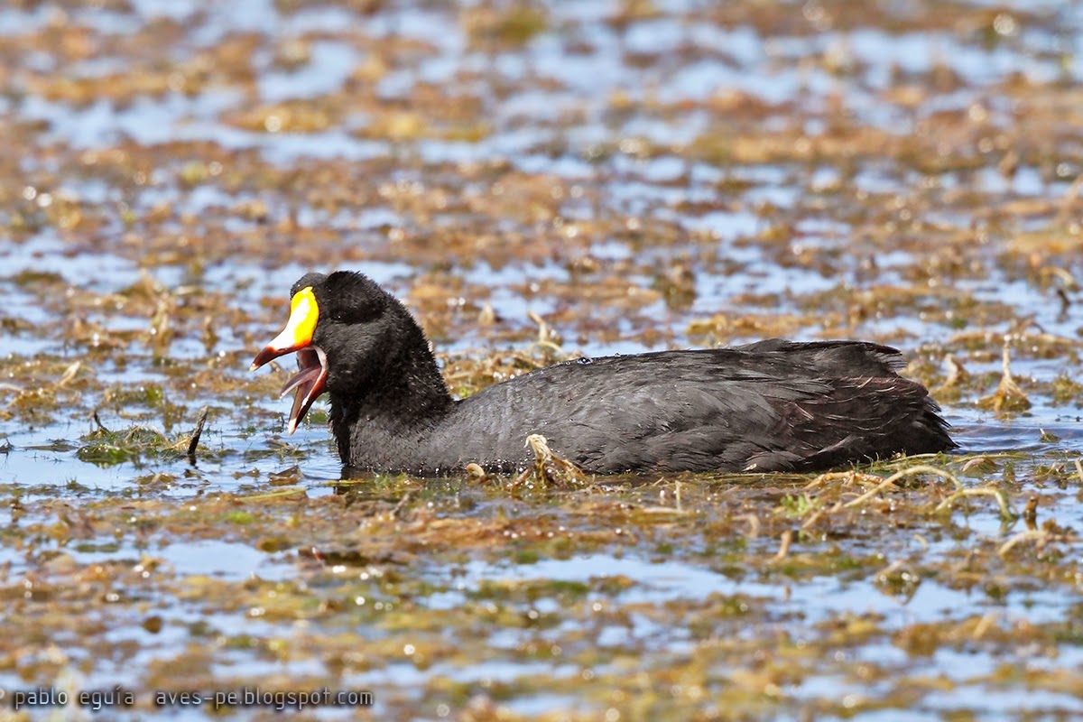 mis fotos de aves: Fulica gigantea Gallareta Gigante Giant Coot