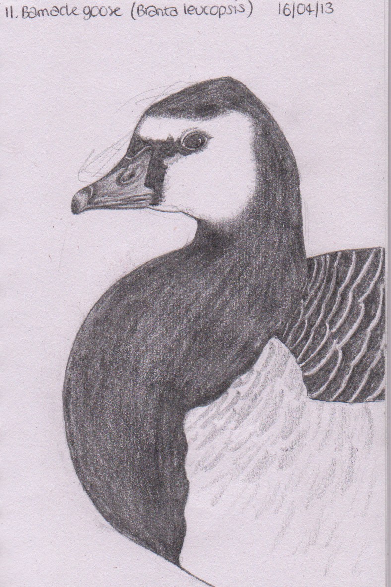 Learn.Draw.BIRD.: 11. Barnacle goose (Branta leucopsis)