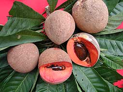 Cosas de Mujeres.: Utilidad del zapote.