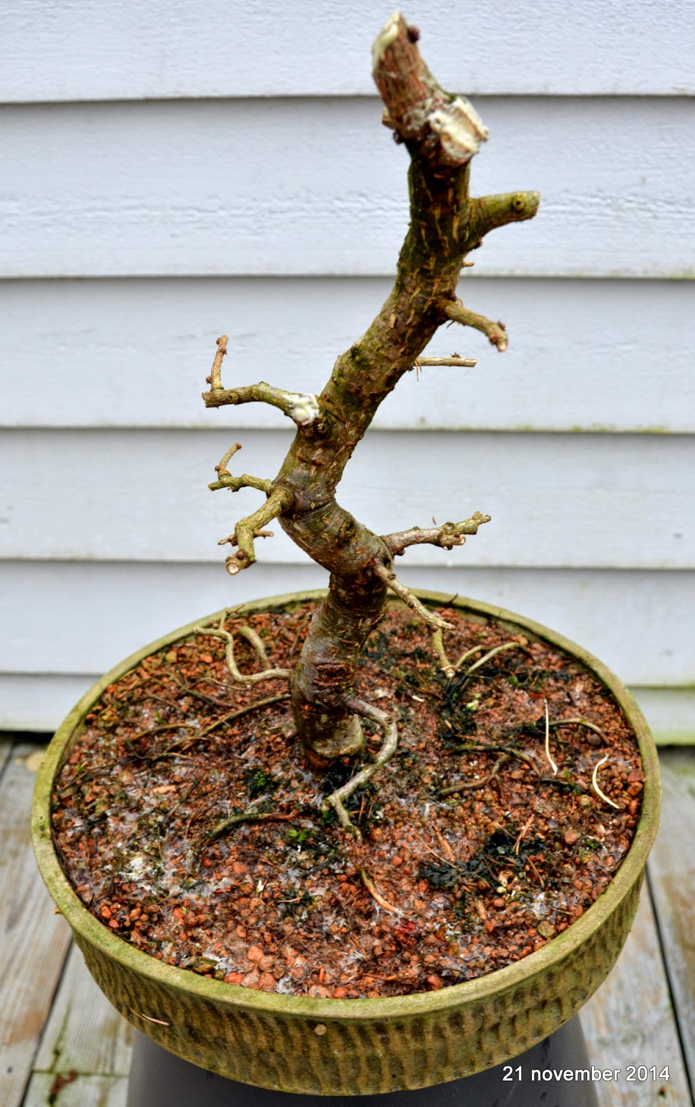 My Bonsai: Fall Trimming Japanese Larch